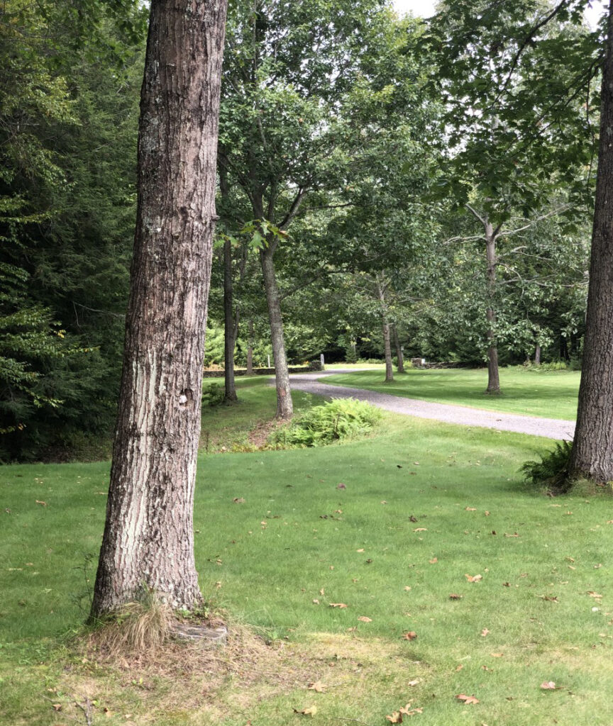 Tree Selection for the Long Term - Katahdin Cedar Log Homes