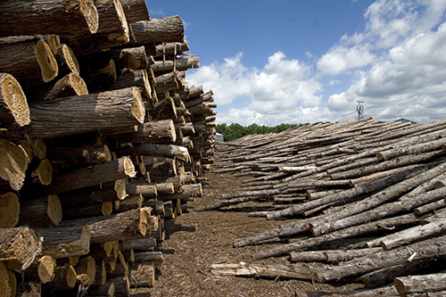 Life of a Cedar Log - Katahdin Cedar Log Homes