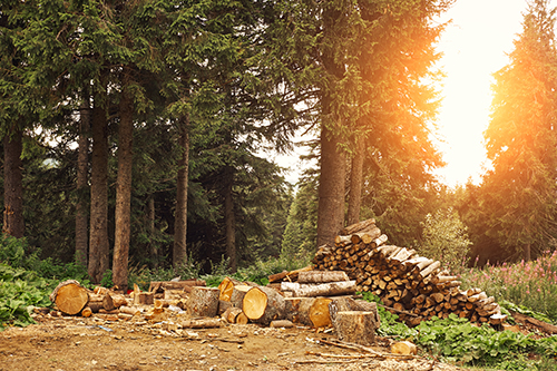 Wood Shortages — What You Need to Know - Katahdin Cedar Log Homes